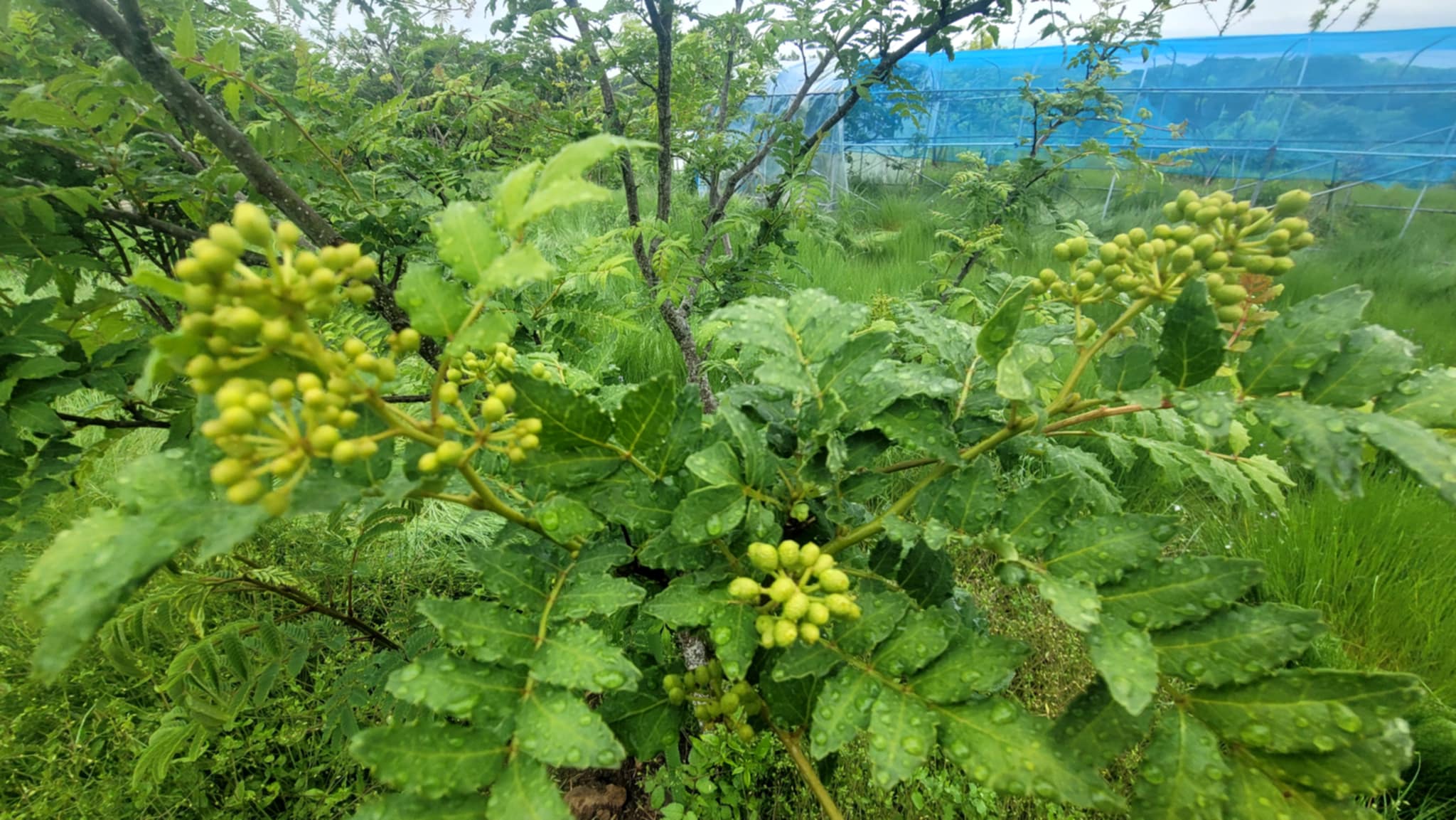 価格改定のお知らせ | 西欧料理サヴァカ｜静岡県菊川市のフレンチレストラン