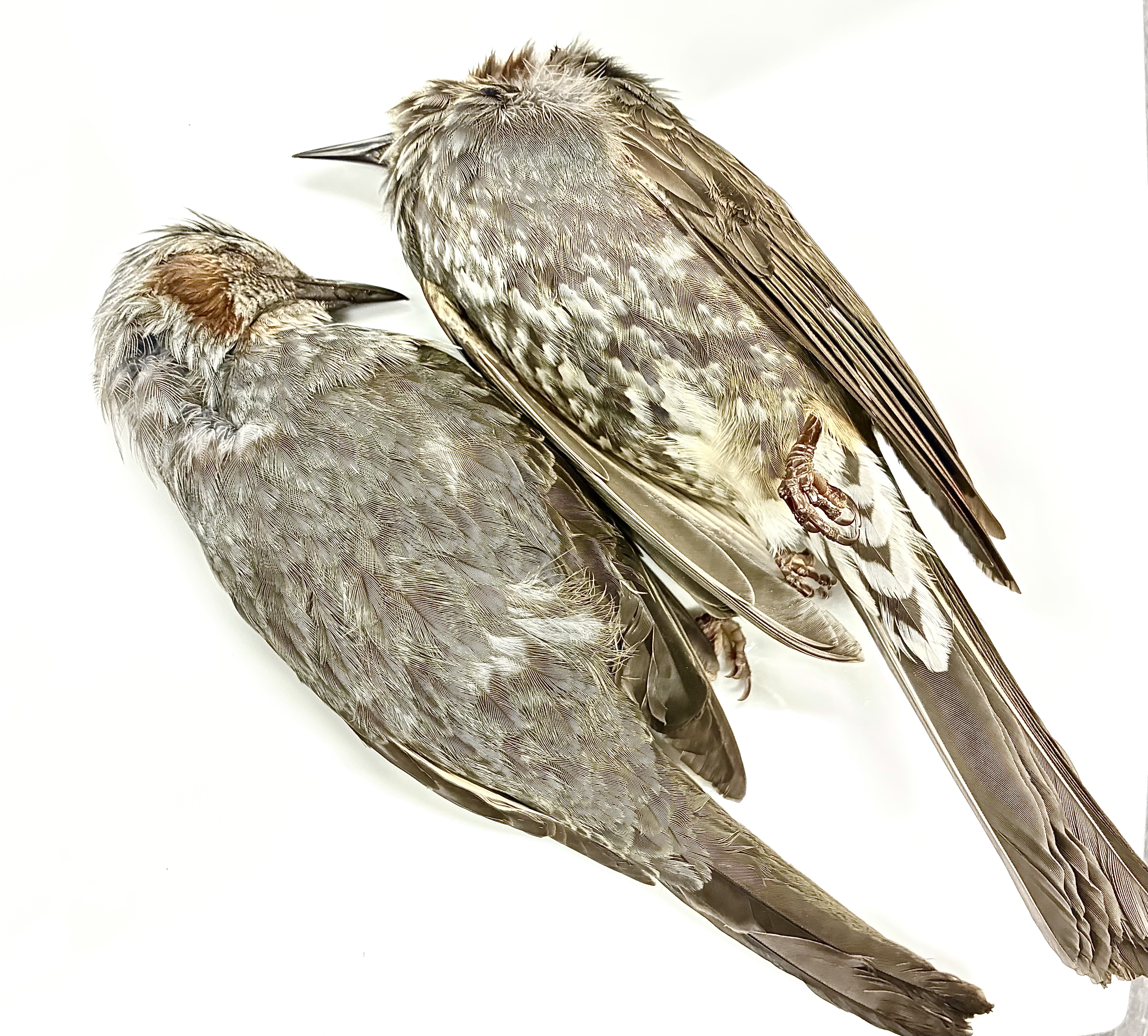 鳥類は順調です。 | 西欧料理サヴァカ｜静岡県菊川市のフレンチレストラン